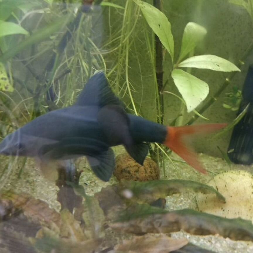 Аквариумная рыбка - лабео