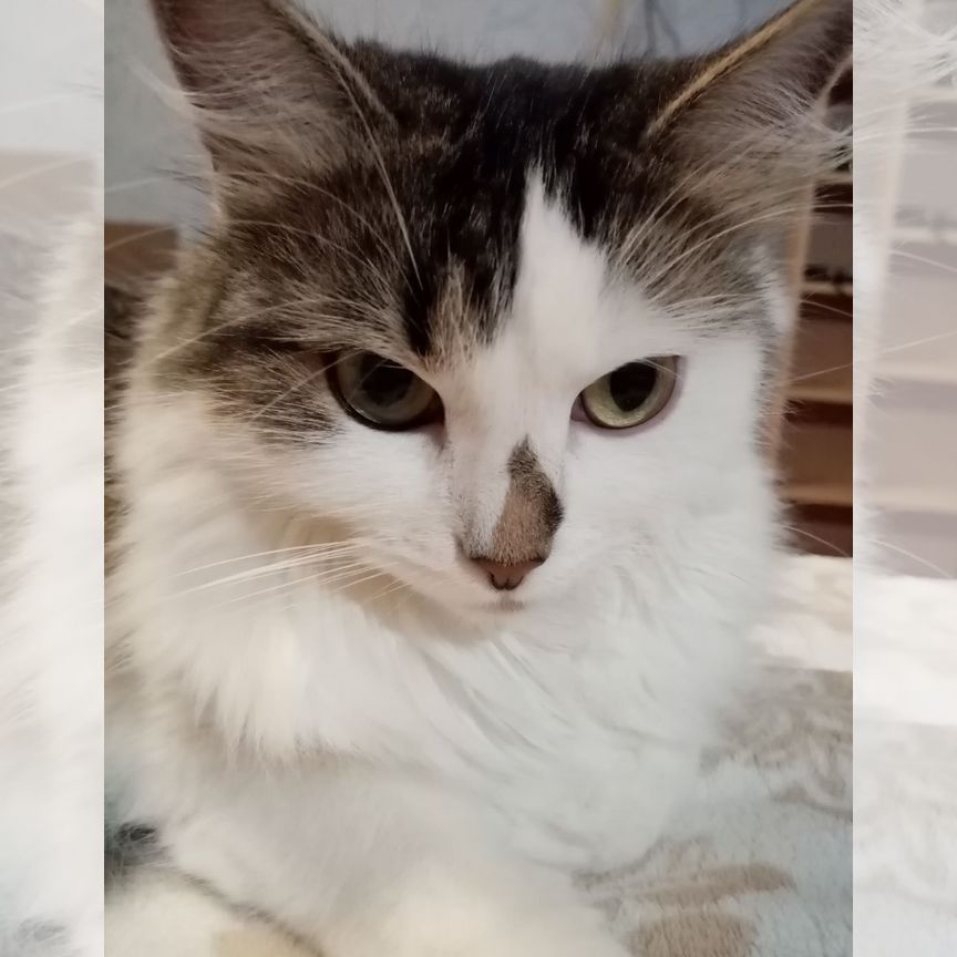 Взрослая кошка в добрые руки