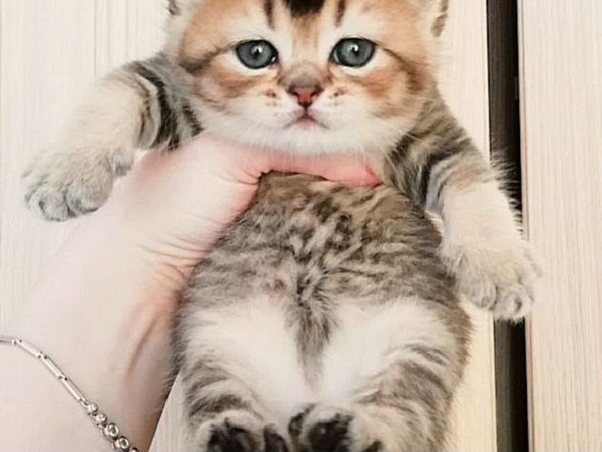 Шиншилловые котята беби-фейс