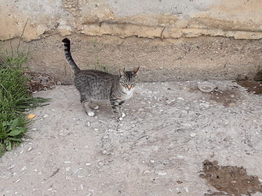 Кошечка в добрые руки