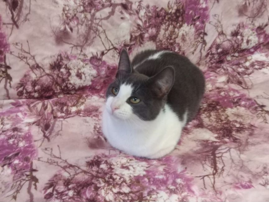 Котик, подросток, ответственным людям