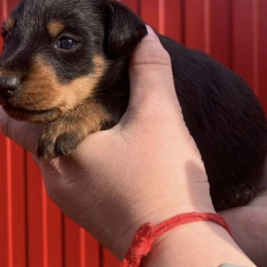 Немецкий охотничий терьер, щенок