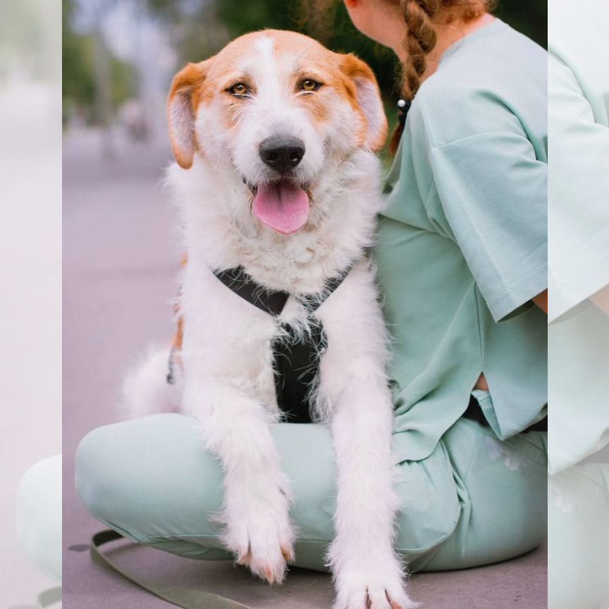 Взрослый пёс в добрые руки