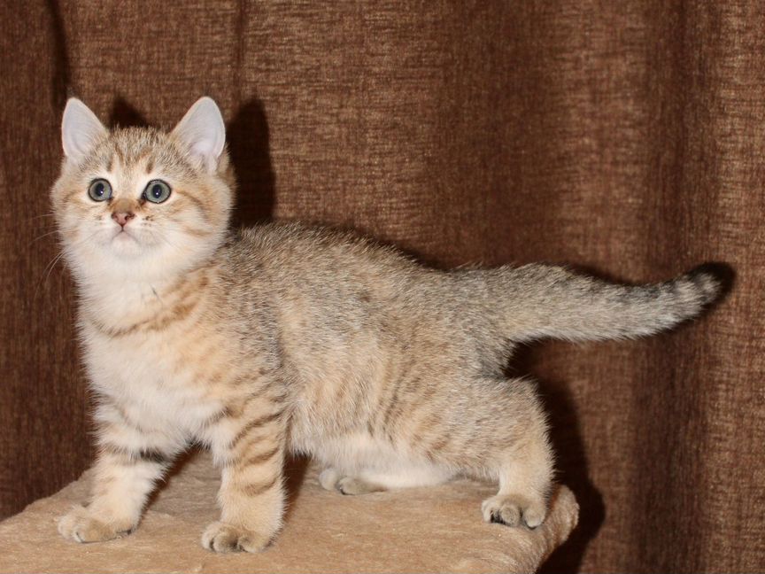 Кошечка 2 года в добрые руки