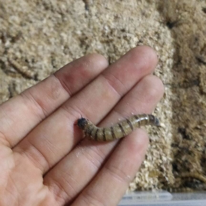 Зофобас живой