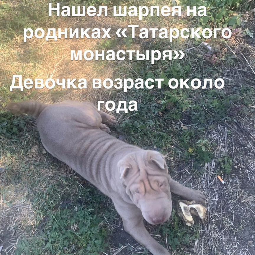 Найдена собака шарпей