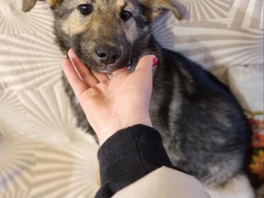 Щенок в добрые руки