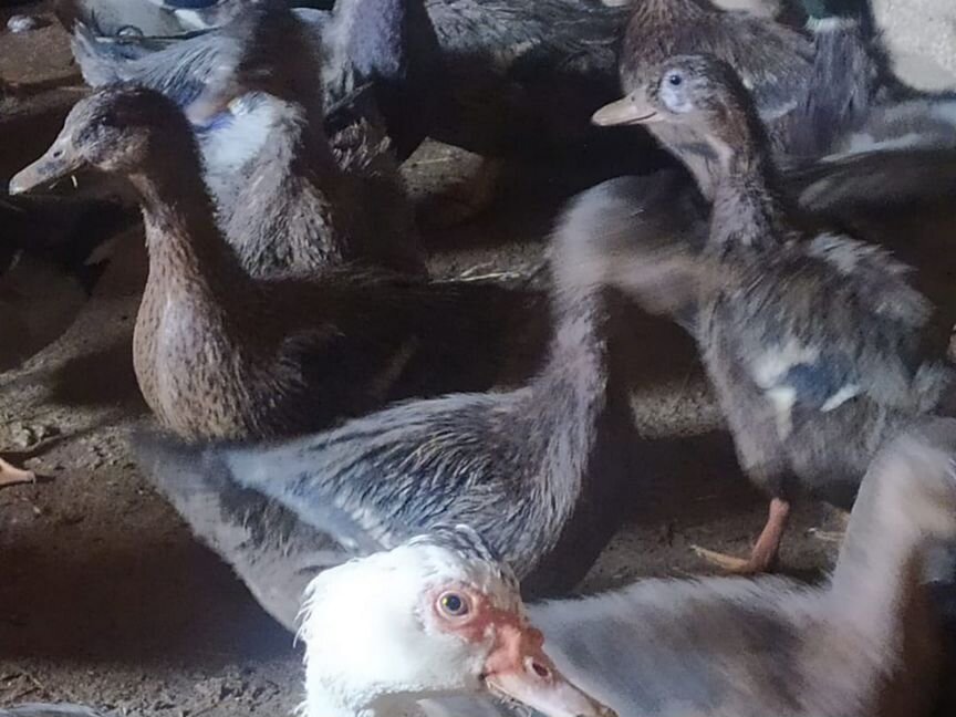 Подсадные утки