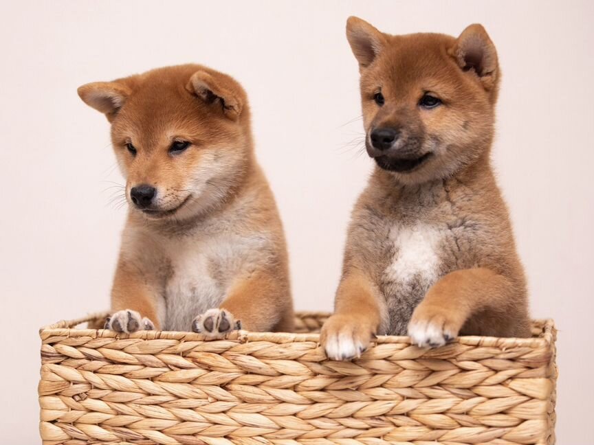 Щенки сиба шиба ину