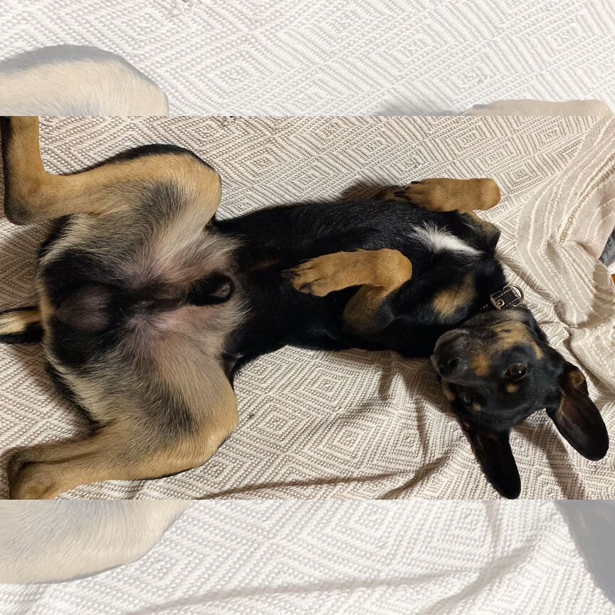 Собака в хорошие руки