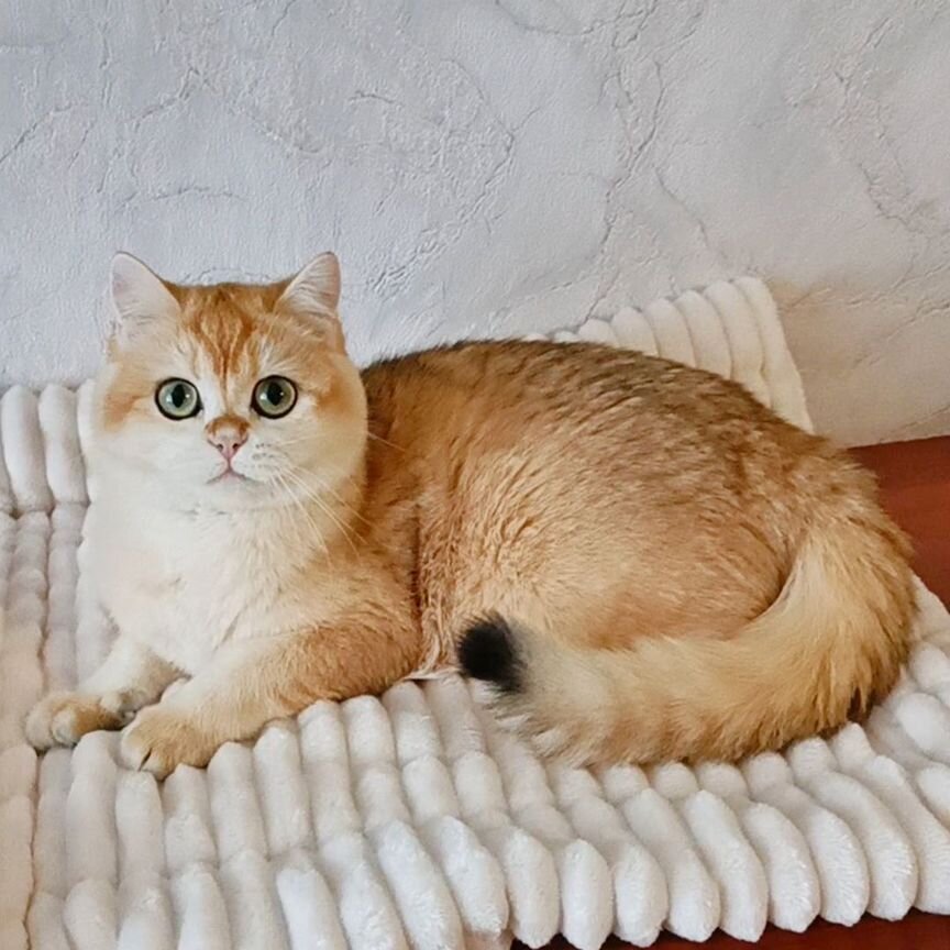 Девочка, золотая шиншилла