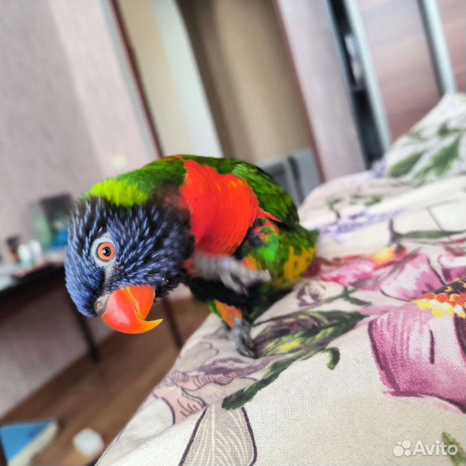 Большой попугай. Лорикет, лори