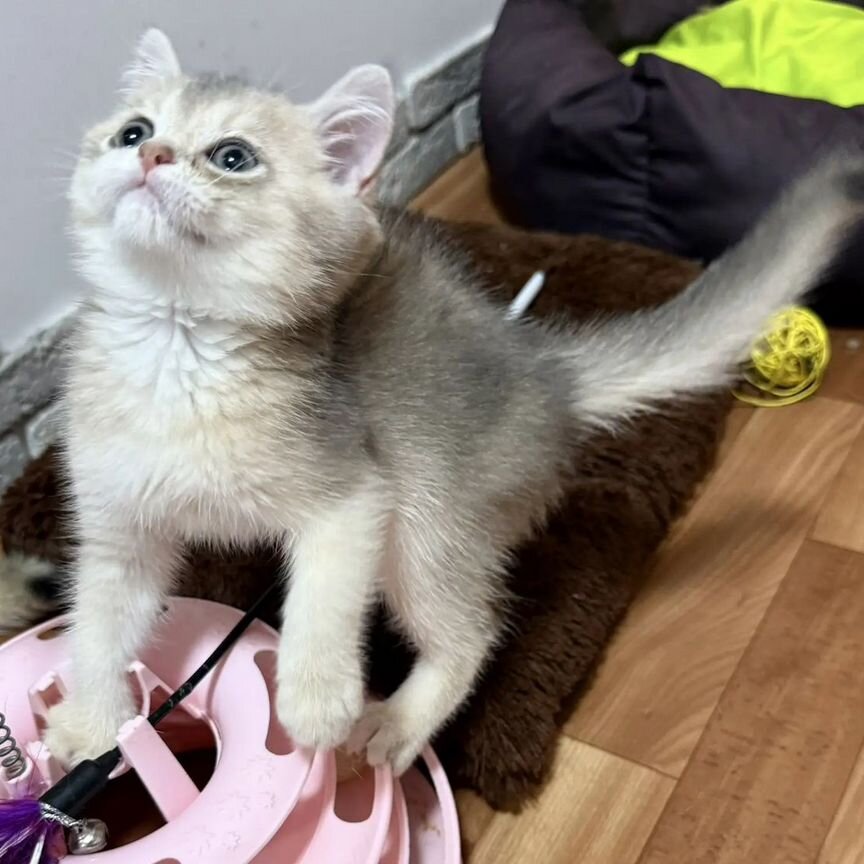 Шотландский прямоухий короткошёрстный котёнок