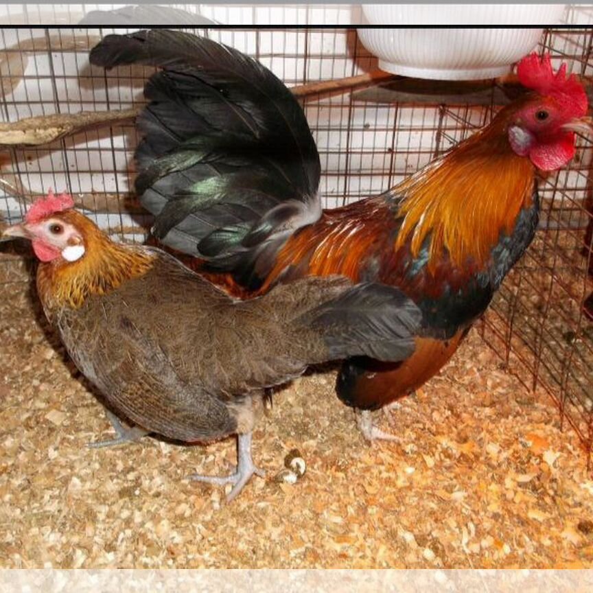 Карликовые курочки