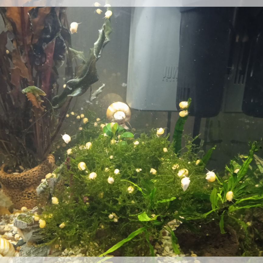 Улитки аквариумные ампулярии