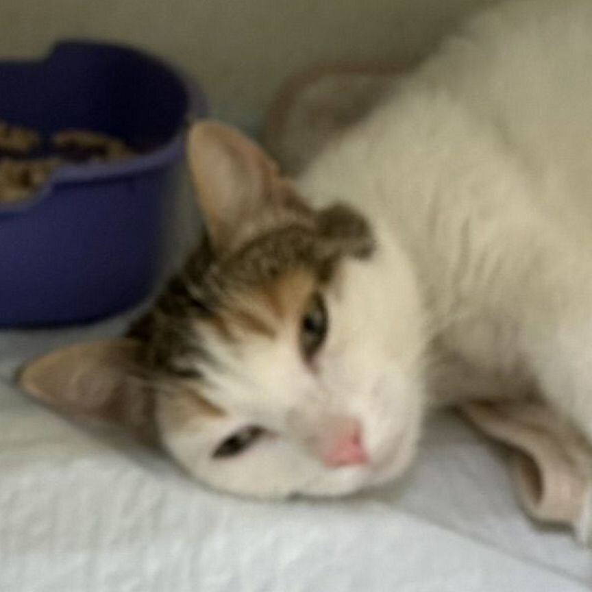 Кошечка в добрые руки