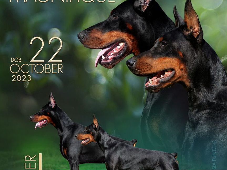 Щенки добермана в питомнике Версаль Манифик