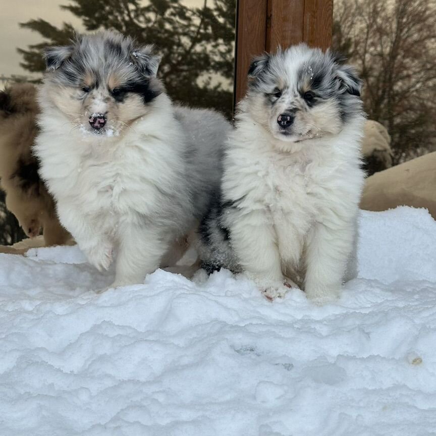 Небесно голутые колли