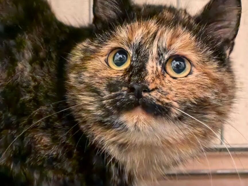 Мадам Пуаро