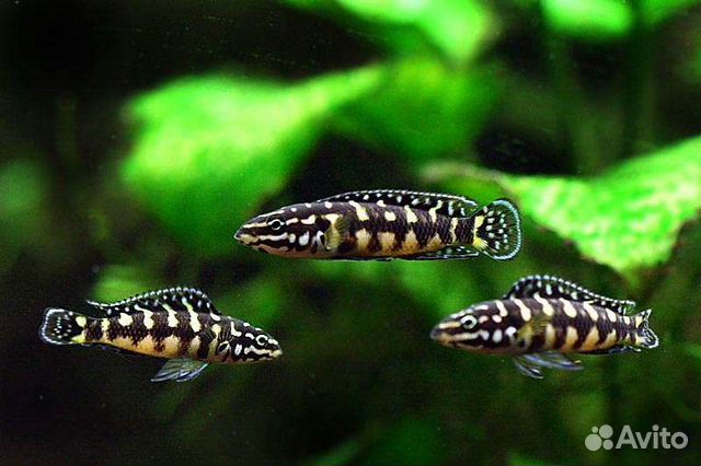 Юлидохромис марлиера