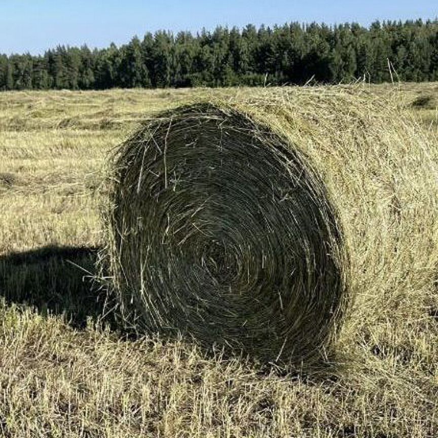 Сено в рулонах