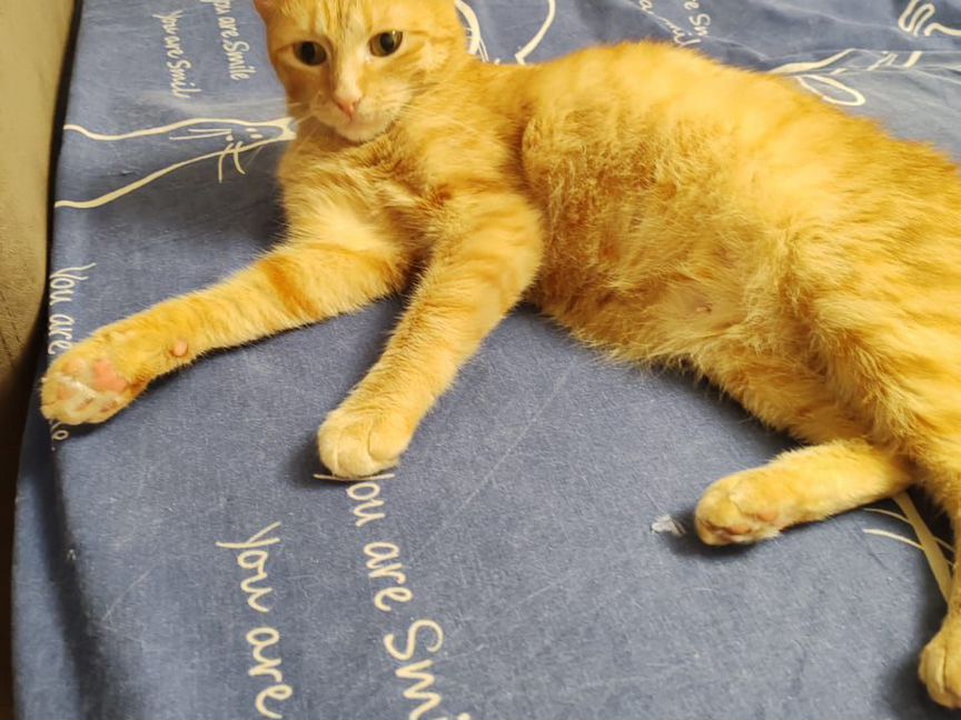 Кошка в добрые руки