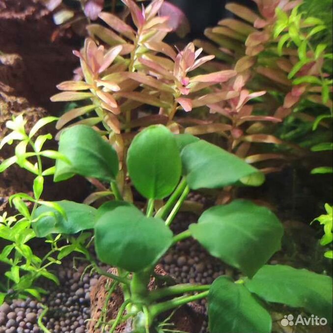 Анубиас на лаве