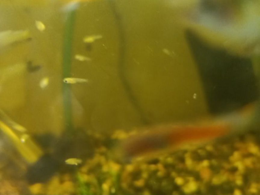 Аквариумные рыбки гуппи