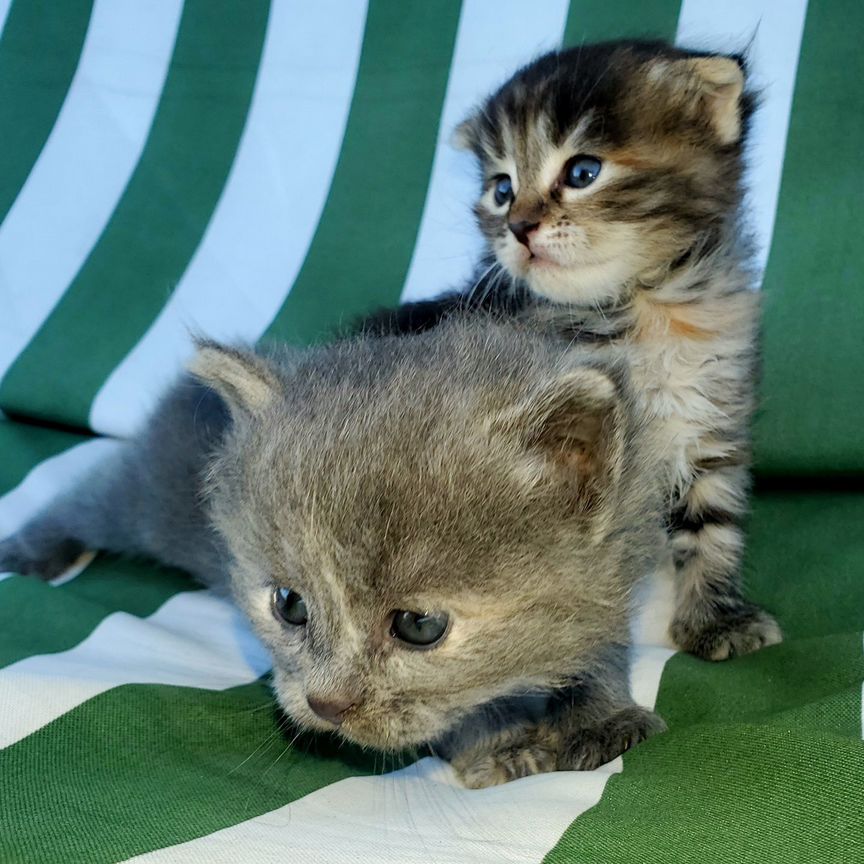 Вислоухие котята в добрые руки