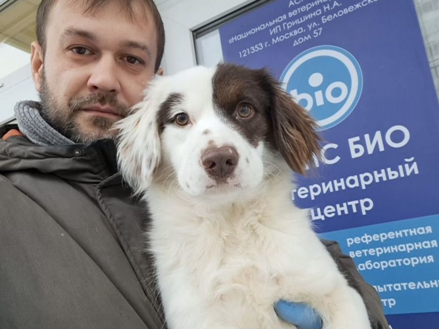 Щенки в добрые руки