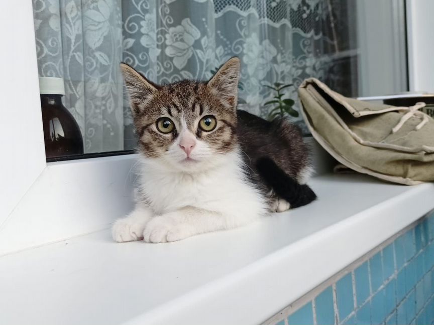 Котёнок, Боровичок в добрые ручки