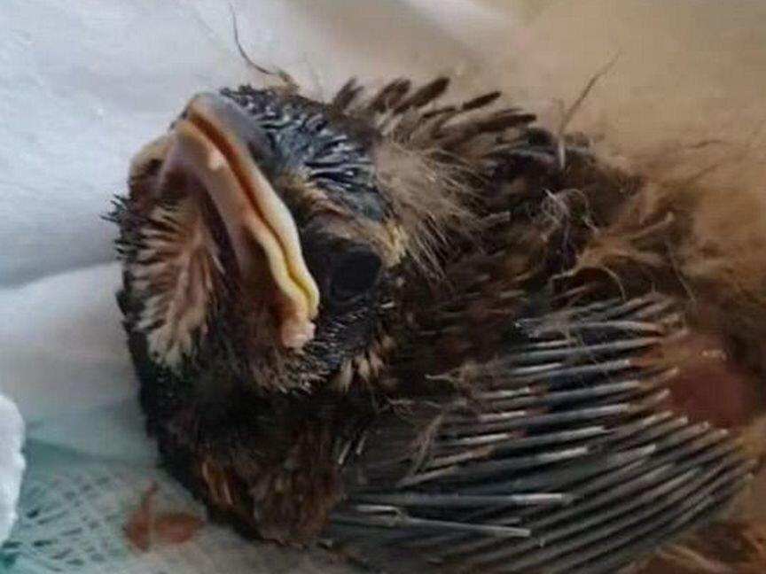 Отдаю птенца дрозда