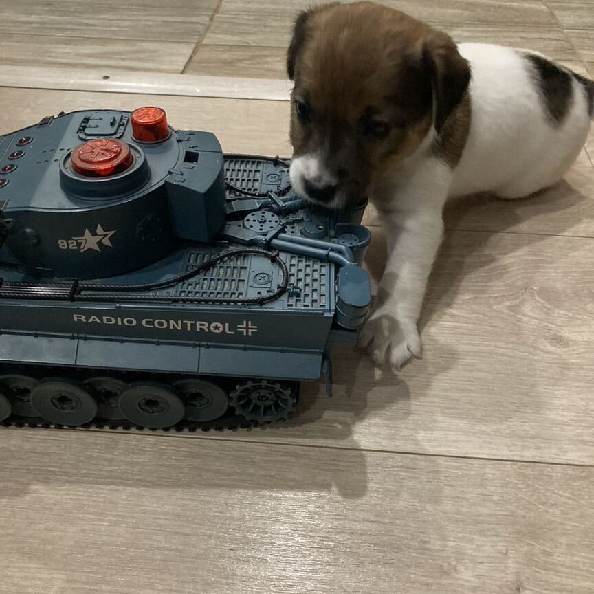 Щенки Джек рассел терьер для брони