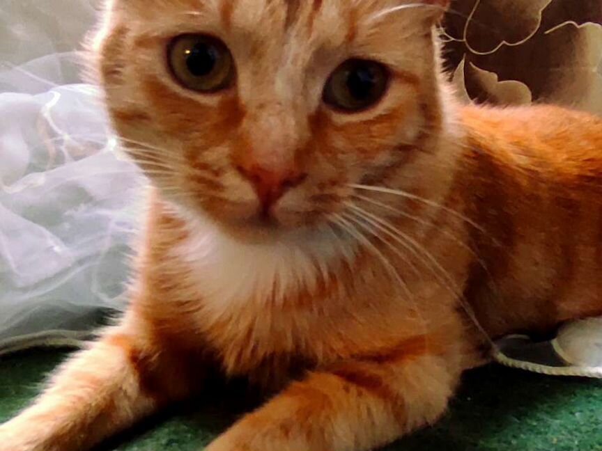 Кошка