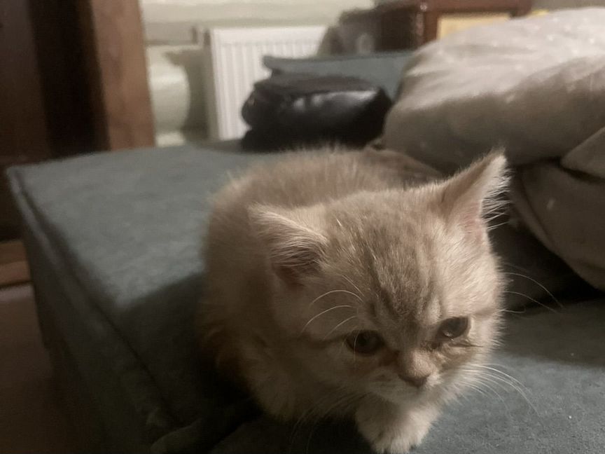 Кошка 1,5 мес