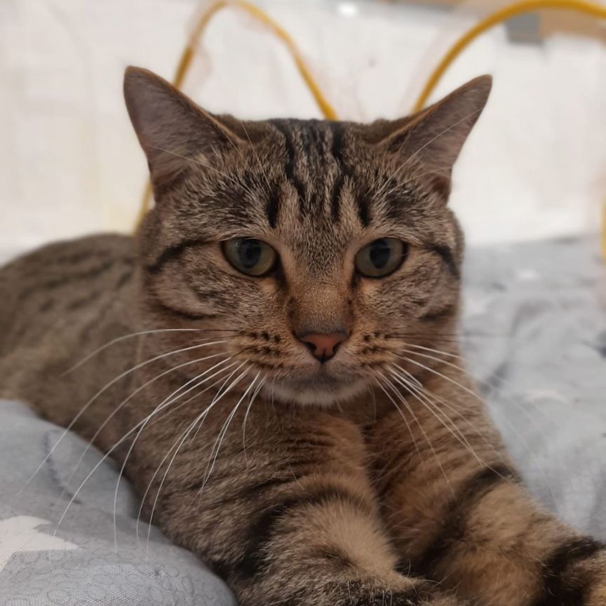 Кошки в добрые руки