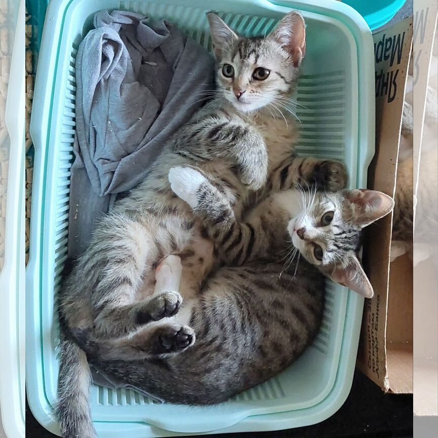 Полосатые котята