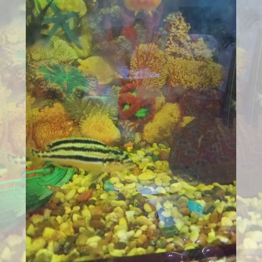 Меланлхромис Чипока и попугай тигровый