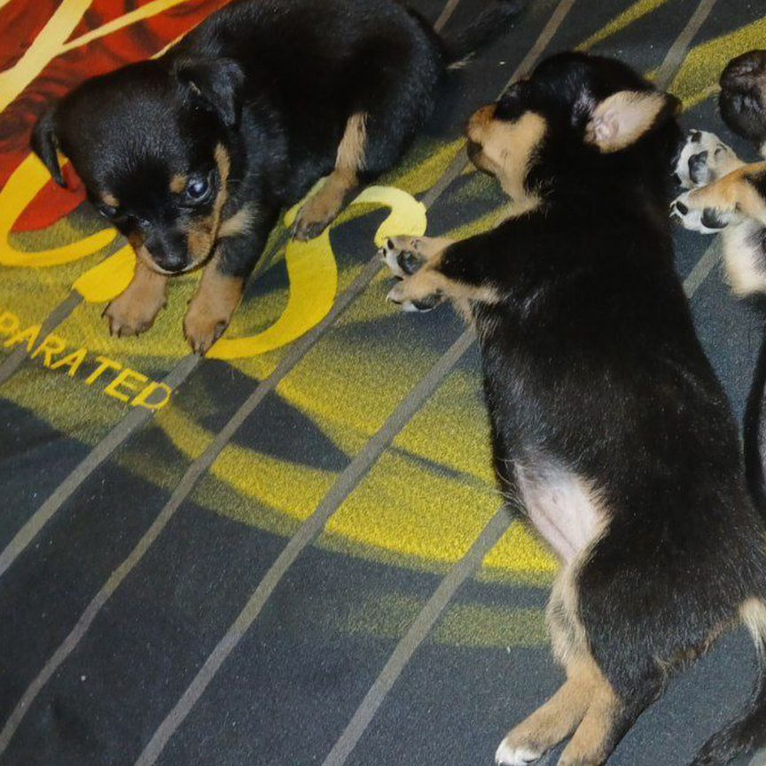 Русский той-терьер, щенок