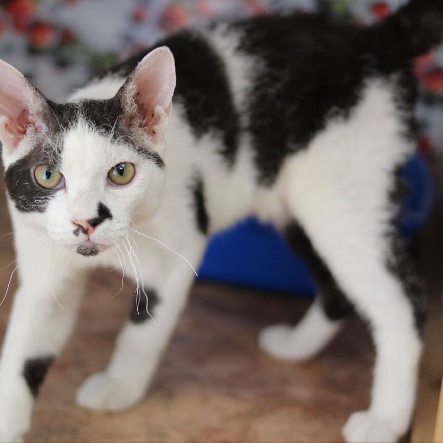 Сфинкс браш мальчик