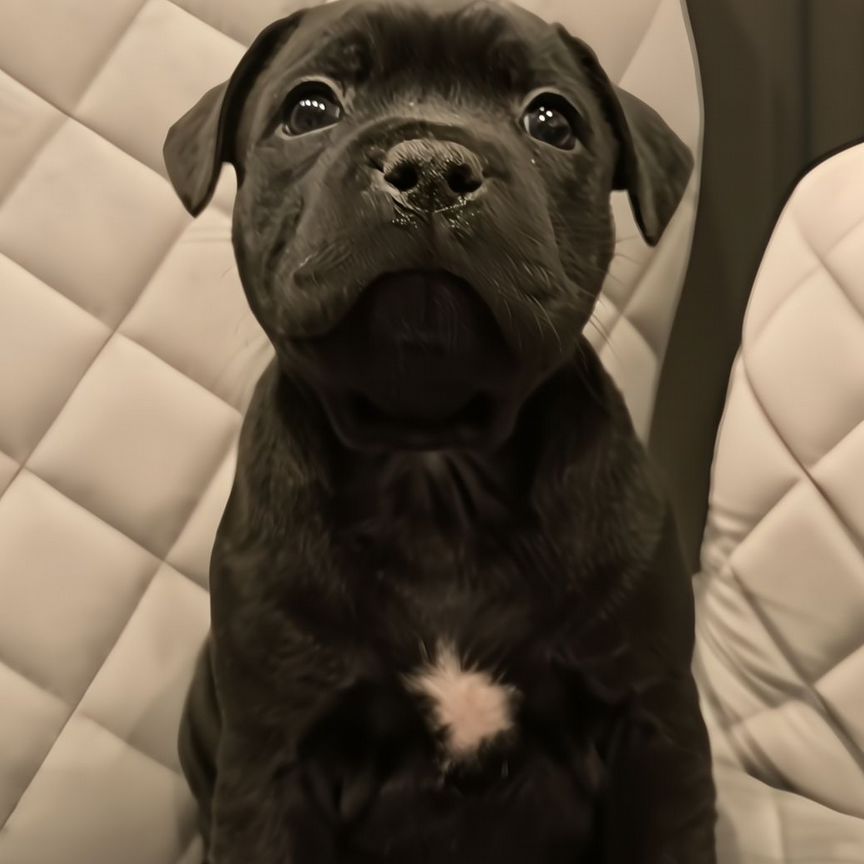 Стаффордширский бультерьер, щенок