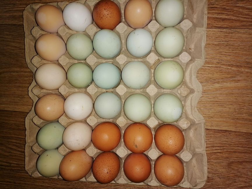 Инкубационное яйцо кур