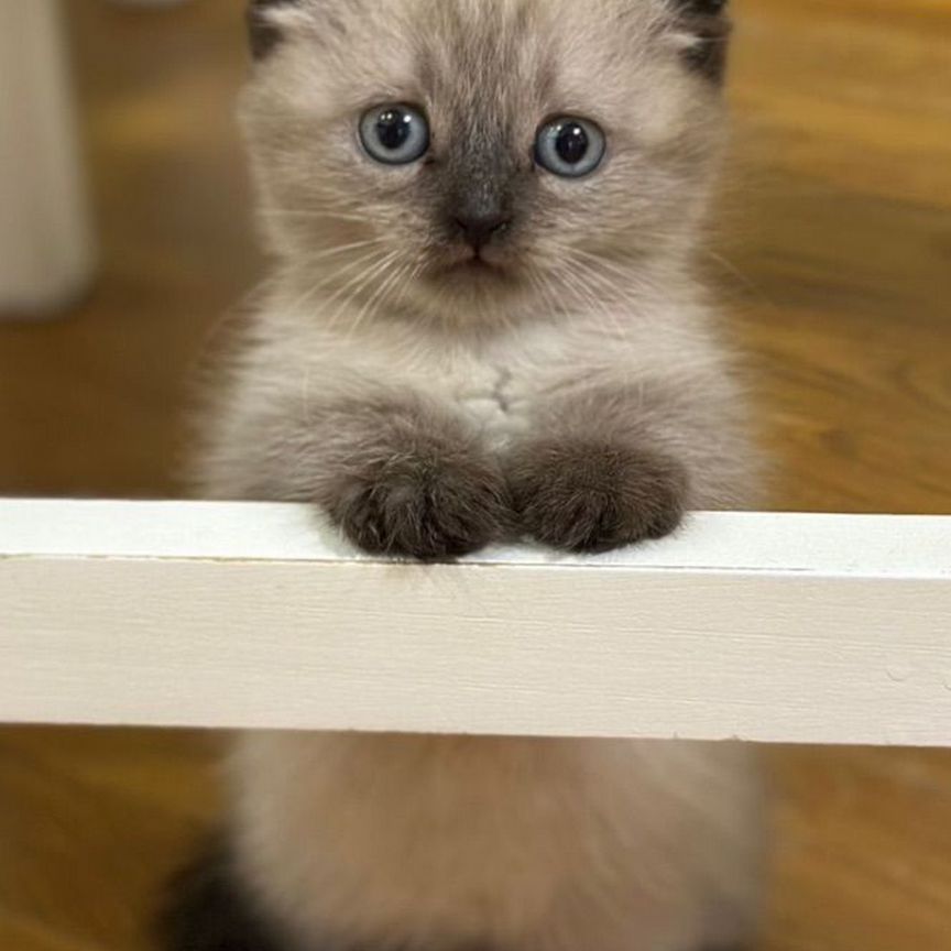 Шотландская вислоухая котенок