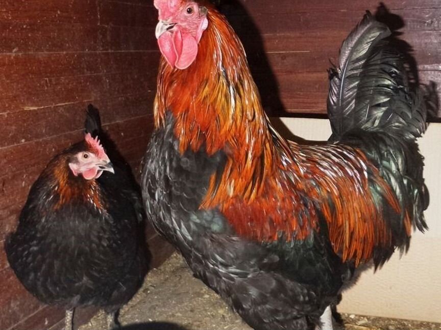 Семья маран и лакенфельдер