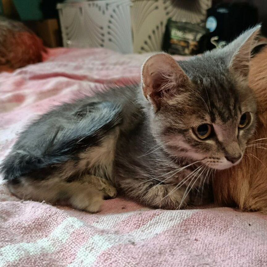 Котёнок в добрые руки