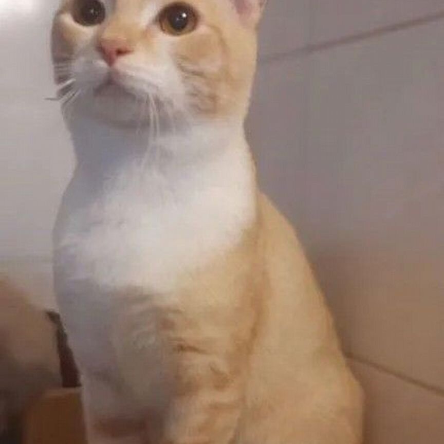 Котик в добрые руки