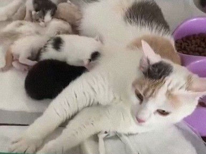 Котята бронирование в добрые руки