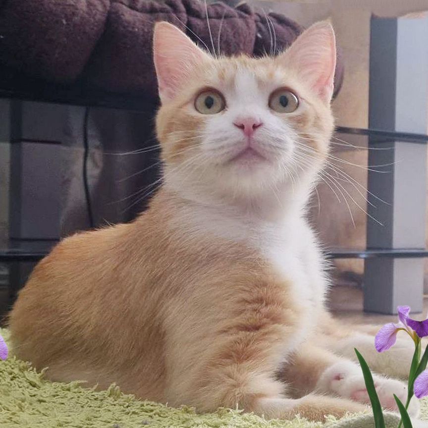 Кошка Никуся