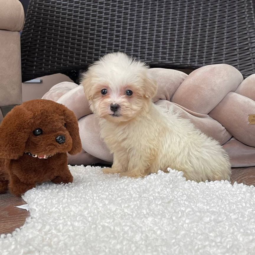 Maltipoo f1 мальчик