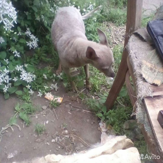 Лиловая тоичка